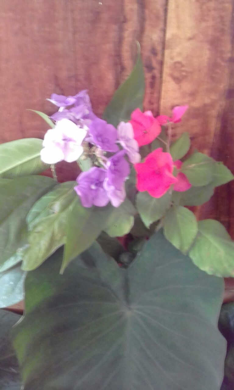 Impress Your Mother on Mother’s Day! Adopt Flowers From the Jungle ...
