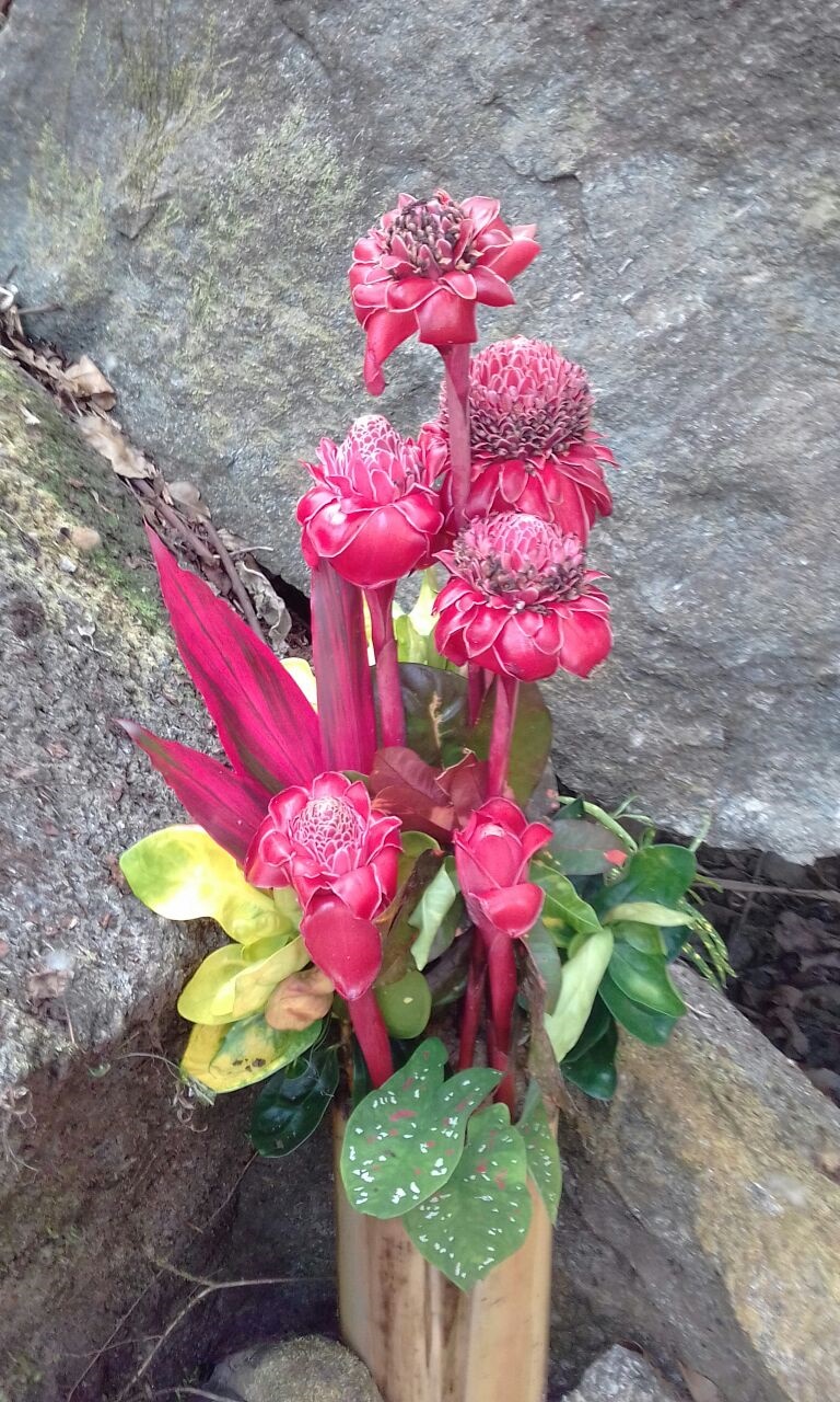 Impress Your Mother on Mother’s Day! Adopt Flowers From the Jungle ...